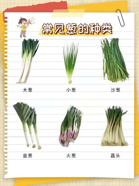 分葱和香葱的区别_香葱和分葱哪个更香-第1张图片-山城妙识