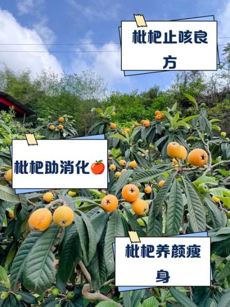 湖南土枇杷的功效与作用_湖南土枇杷怎么吃效果最好-第2张图片-山城妙识 湖南土枇杷的功效与作用_湖南土枇杷怎么吃效果最好-第2张图片-山城妙识