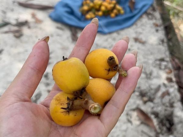 湖南土枇杷的功效与作用_湖南土枇杷怎么吃效果最好-第3张图片-山城妙识 湖南土枇杷的功效与作用_湖南土枇杷怎么吃效果最好-第3张图片-山城妙识