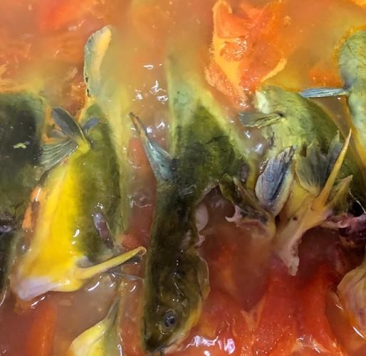 番茄黄辣丁鱼汤怎么做_黄辣丁鱼汤去腥技巧-第2张图片-山城妙识