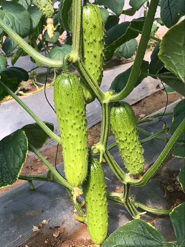 旱黄瓜图片_旱黄瓜怎么种植-第2张图片-山城妙识