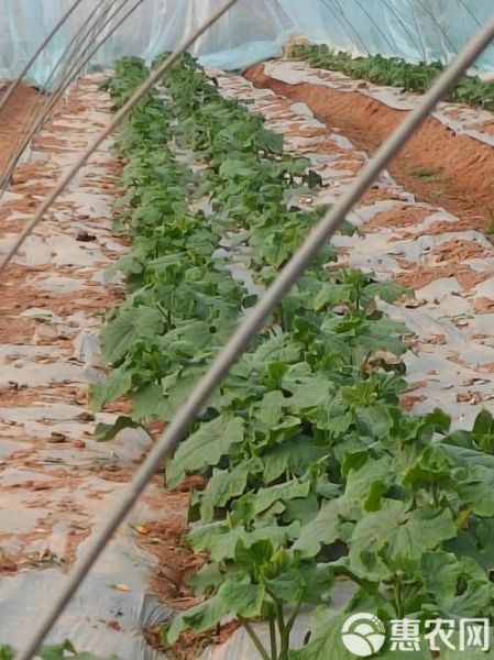 旱黄瓜图片_旱黄瓜怎么种植-第3张图片-山城妙识