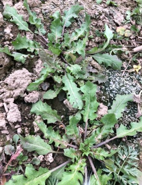 荠菜有几个品种_荠菜品种图片怎么区分-第2张图片-山城妙识 荠菜有几个品种_荠菜品种图片怎么区分-第2张图片-山城妙识