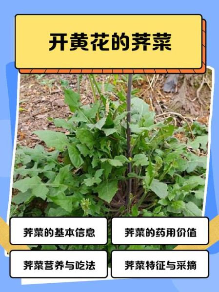 荠菜有几个品种_荠菜品种图片怎么区分-第3张图片-山城妙识 荠菜有几个品种_荠菜品种图片怎么区分-第3张图片-山城妙识