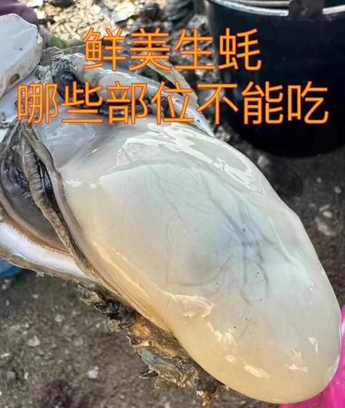 生蚝什么人不能吃_哪些人群吃生蚝有禁忌-第2张图片-山城妙识 生蚝什么人不能吃_哪些人群吃生蚝有禁忌-第2张图片-山城妙识