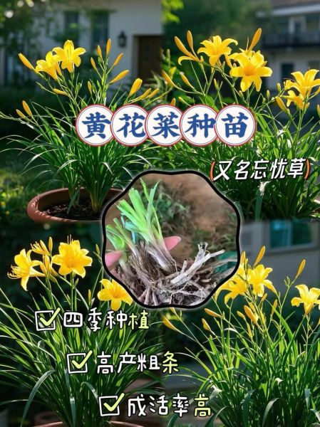 黄花菜怎么种_黄花菜种植时间-第1张图片-山城妙识