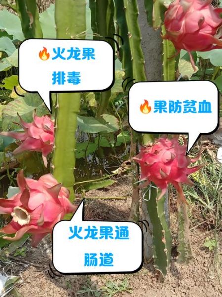 火龙果的营养价值_火龙果的功效与作用-第3张图片-山城妙识