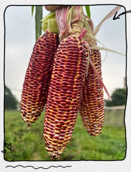 水果玉米哪个品种最好_怎么挑选-第1张图片-山城妙识