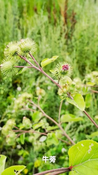 牛蒡丝怎么炒好吃_牛蒡丝的做法大全-第2张图片-山城妙识
