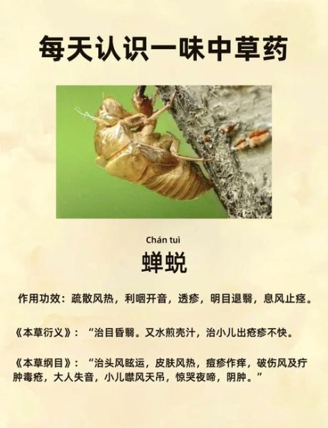 知了的营养价值_知了的功效与作用-第2张图片-山城妙识 知了的营养价值_知了的功效与作用-第2张图片-山城妙识
