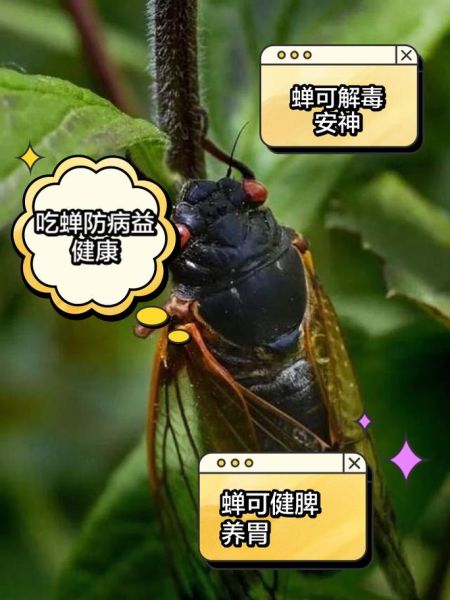 知了的营养价值_知了的功效与作用-第3张图片-山城妙识 知了的营养价值_知了的功效与作用-第3张图片-山城妙识