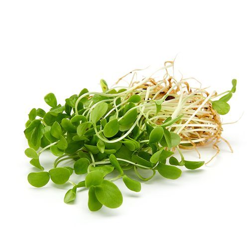 香椿苗菜多少钱一斤_香椿苗菜价格行情-第1张图片-山城妙识 香椿苗菜多少钱一斤_香椿苗菜价格行情-第1张图片-山城妙识