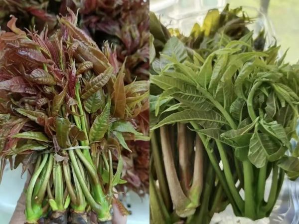 香椿苗菜多少钱一斤_香椿苗菜价格行情-第3张图片-山城妙识 香椿苗菜多少钱一斤_香椿苗菜价格行情-第3张图片-山城妙识