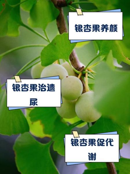 银杏果的功效与作用及副作用_银杏果怎么吃才安全-第2张图片-山城妙识 银杏果的功效与作用及副作用_银杏果怎么吃才安全-第2张图片-山城妙识