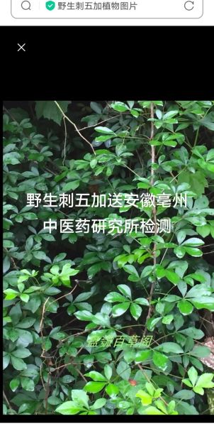 刺五加图片长什么样_刺五加植物图片如何辨别真假-第1张图片-山城妙识