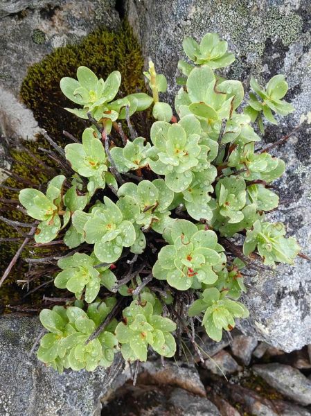 红景天多少钱一斤_红景天价格为什么差别大-第2张图片-山城妙识 红景天多少钱一斤_红景天价格为什么差别大-第2张图片-山城妙识