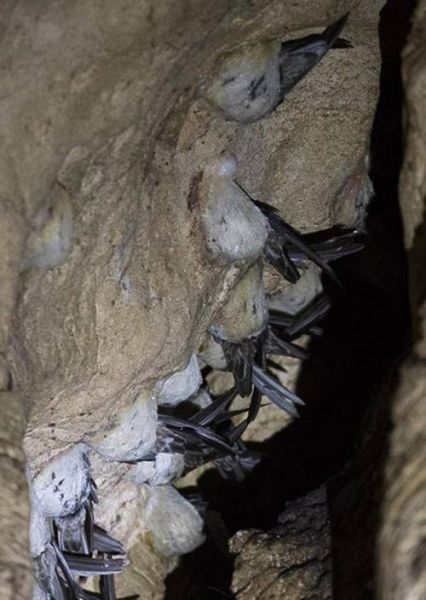 燕窝是怎么形成的_金丝燕筑巢全过程揭秘-第1张图片-山城妙识 燕窝是怎么形成的_金丝燕筑巢全过程揭秘-第1张图片-山城妙识