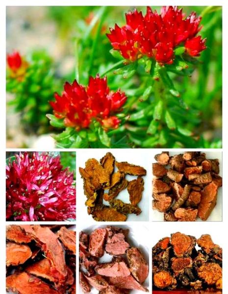 红景天多少钱一斤_红景天价格为什么差别大-第1张图片-山城妙识 红景天多少钱一斤_红景天价格为什么差别大-第1张图片-山城妙识