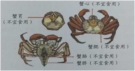 螃蟹哪些部位不能吃_螃蟹不能吃的部位图解精图-第2张图片-山城妙识 螃蟹哪些部位不能吃_螃蟹不能吃的部位图解精图-第2张图片-山城妙识