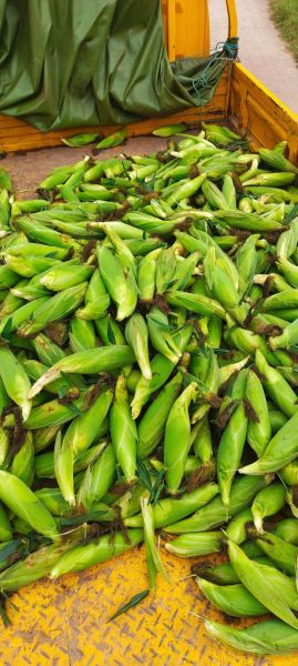 玉米图片高清_如何拍摄玉米细节特写-第1张图片-山城妙识 玉米图片高清_如何拍摄玉米细节特写-第1张图片-山城妙识