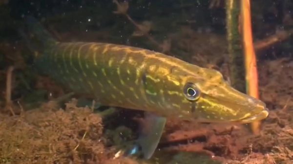 狗鱼为什么叫狗鱼_狗鱼名字的由来-第1张图片-山城妙识