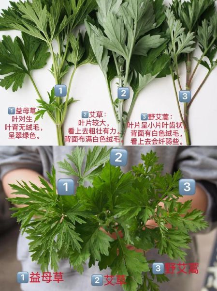 艾草青团怎么做_艾草青团图片教程-第1张图片-山城妙识