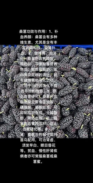 桑葚的副作用有哪些_桑葚吃多了有什么危害-第3张图片-山城妙识 桑葚的副作用有哪些_桑葚吃多了有什么危害-第3张图片-山城妙识