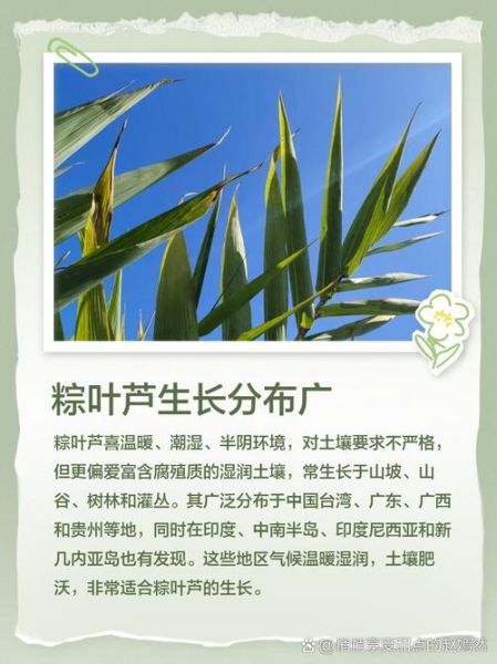 粽叶芦是什么植物_粽叶芦可以包粽子吗-第1张图片-山城妙识 粽叶芦是什么植物_粽叶芦可以包粽子吗-第1张图片-山城妙识