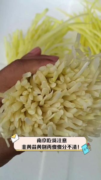 蒜黄和韭黄哪个更有营养_蒜黄和韭黄的功效区别-第3张图片-山城妙识