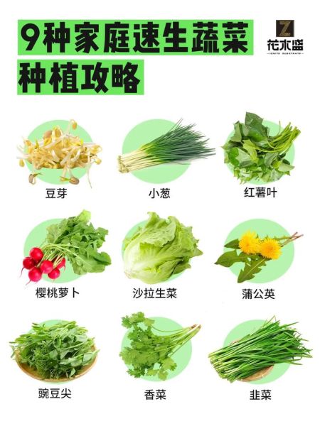 蔬菜种植技术培训_新手如何快速上手-第2张图片-山城妙识