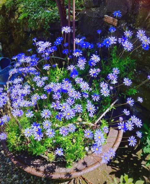 蓝色玛格丽特配方_蓝色玛格丽特度数高吗-第1张图片-山城妙识 蓝色玛格丽特配方_蓝色玛格丽特度数高吗-第1张图片-山城妙识