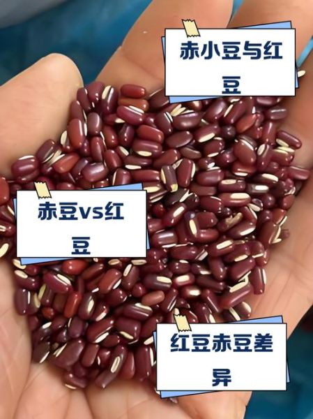 赤小豆和红豆的区别图片_哪个祛湿更好-第2张图片-山城妙识