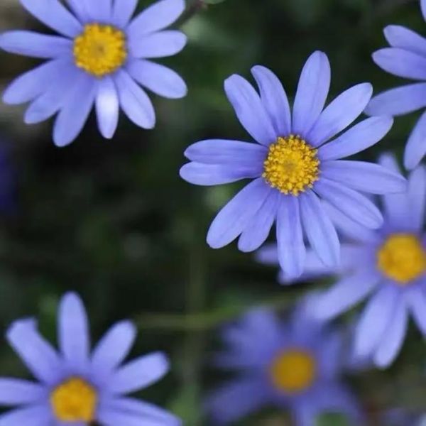 蓝色玛格丽特配方_蓝色玛格丽特度数高吗-第2张图片-山城妙识 蓝色玛格丽特配方_蓝色玛格丽特度数高吗-第2张图片-山城妙识