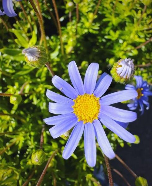 蓝色玛格丽特配方_蓝色玛格丽特度数高吗-第3张图片-山城妙识 蓝色玛格丽特配方_蓝色玛格丽特度数高吗-第3张图片-山城妙识