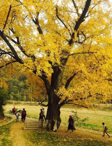 银杏之乡在哪里_银杏之乡旅游攻略-第1张图片-山城妙识 银杏之乡在哪里_银杏之乡旅游攻略-第1张图片-山城妙识