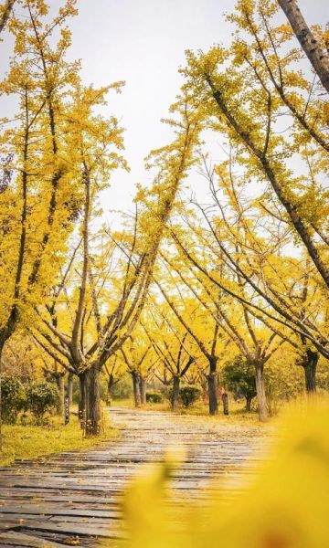 银杏之乡在哪里_银杏之乡旅游攻略-第2张图片-山城妙识 银杏之乡在哪里_银杏之乡旅游攻略-第2张图片-山城妙识