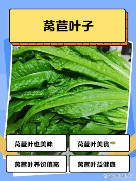 莴苣叶的功效与作用_莴苣叶的营养价值高吗-第1张图片-山城妙识