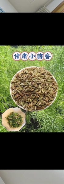 小茴香调料怎么用_小茴香适合做什么菜-第2张图片-山城妙识
