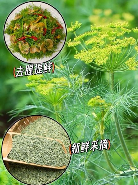 小茴香调料怎么用_小茴香适合做什么菜-第1张图片-山城妙识