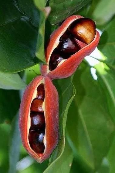 九层皮树果实能吃吗_九层皮树果实图片长什么样-第2张图片-山城妙识