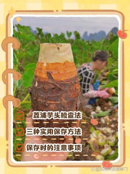 荔浦芋头怎么保存时间长_荔浦芋头保存方法-第1张图片-山城妙识