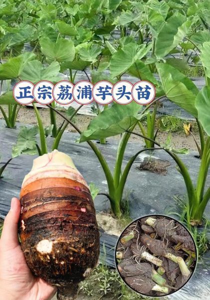 荔浦芋头怎么保存时间长_荔浦芋头保存方法-第3张图片-山城妙识