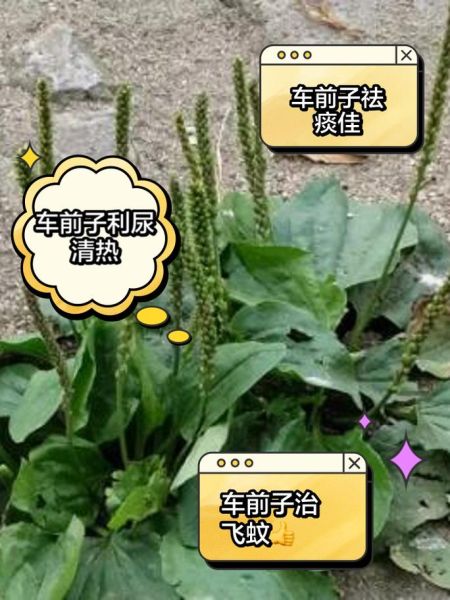 车前子功效与副作用_车前子怎么吃才安全-第3张图片-山城妙识