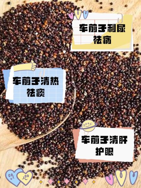 车前子功效与副作用_车前子怎么吃才安全-第1张图片-山城妙识