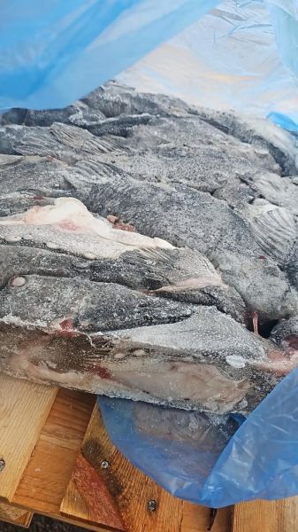 海参斑鱼怎么去鳞_海参斑鱼去鳞视频教程-第3张图片-山城妙识