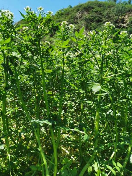 豆瓣菜图片大全_豆瓣菜长什么样-第1张图片-山城妙识