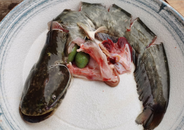 长江鲶鱼能吃吗_长江鲶鱼价格多少钱一斤-第2张图片-山城妙识