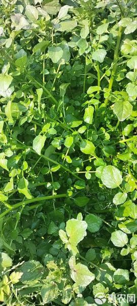 豆瓣菜图片大全_豆瓣菜长什么样-第3张图片-山城妙识