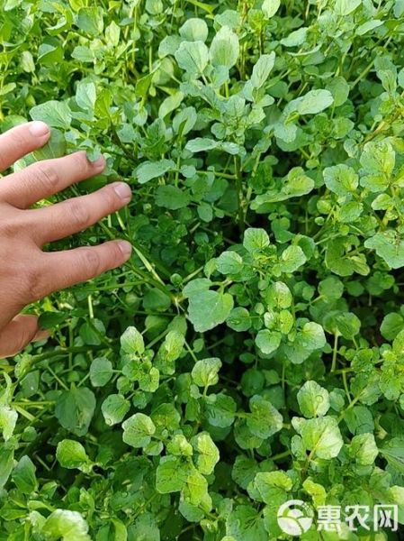 豆瓣菜图片大全_豆瓣菜长什么样-第2张图片-山城妙识