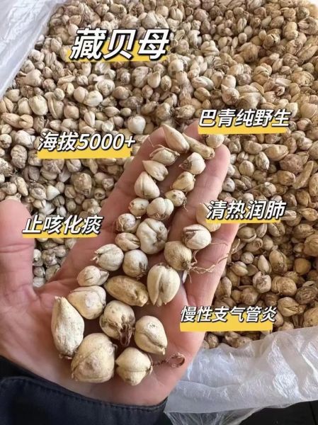 川贝价格多少一克_川贝为什么这么贵-第2张图片-山城妙识 川贝价格多少一克_川贝为什么这么贵-第2张图片-山城妙识